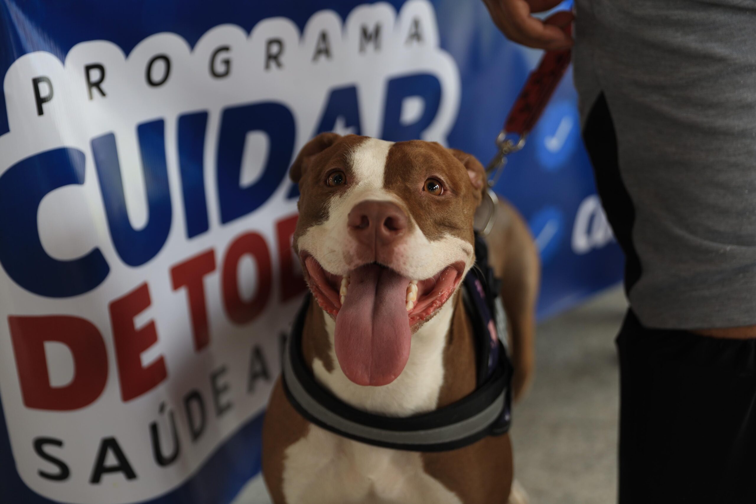 Governo realiza quarta edição do Cuidar de Todos ‘Saúde Animal’ no Turu ...